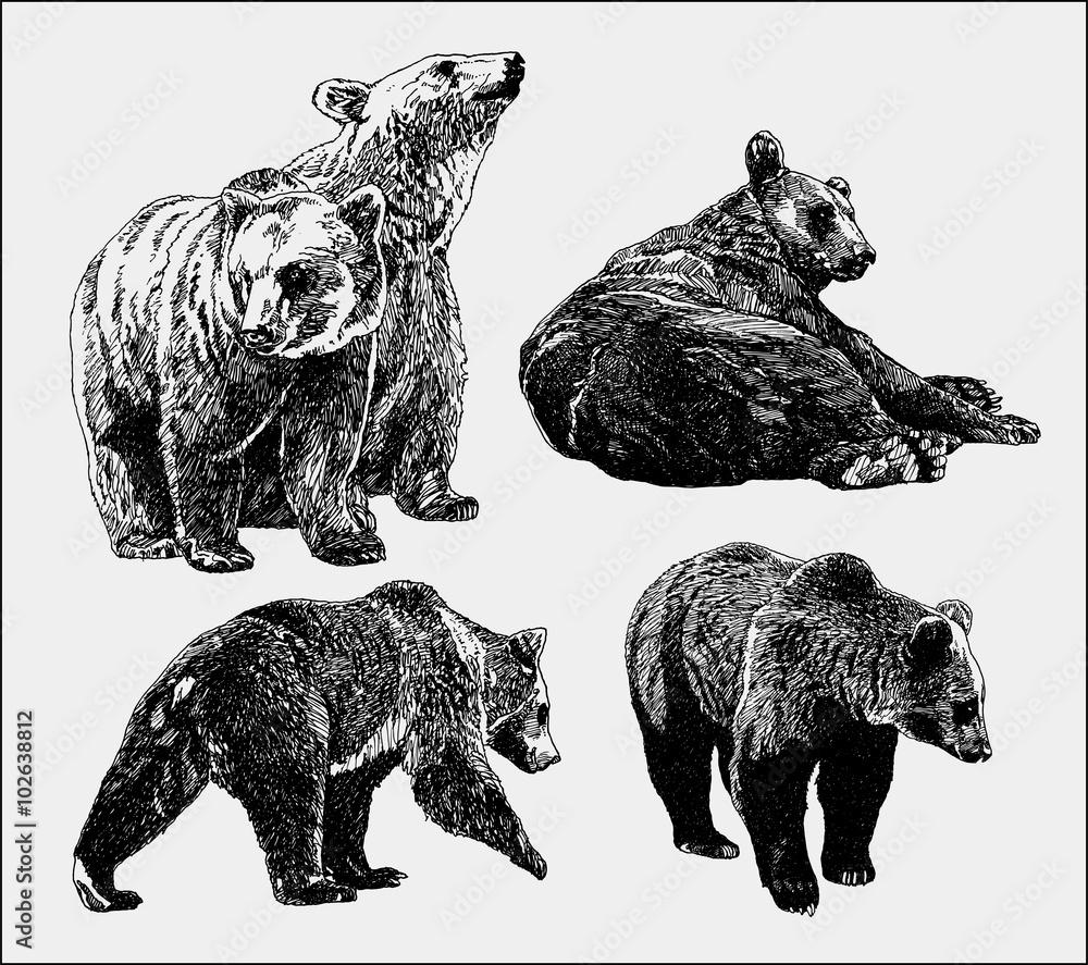 vector set of bears sketch, Hand Drawing. isolated on white background ...