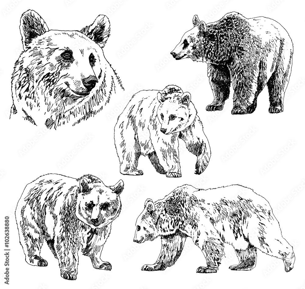 vector set of bears sketch, Hand Drawing. isolated on white background ...