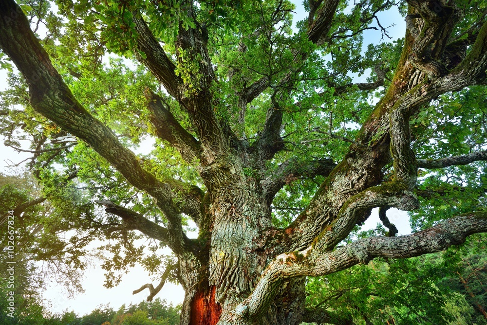Old mighty oak tree in Latvian countryside Stock Photo | Adobe Stock