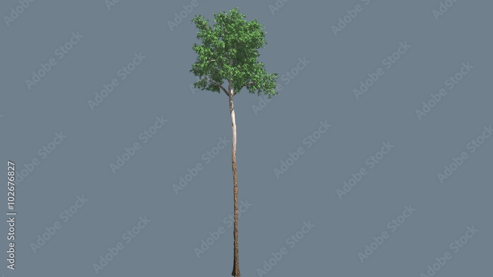 Flooded Gum Tree Thin Tall Tree Trunk Green Leaves Green Crown Summer ...