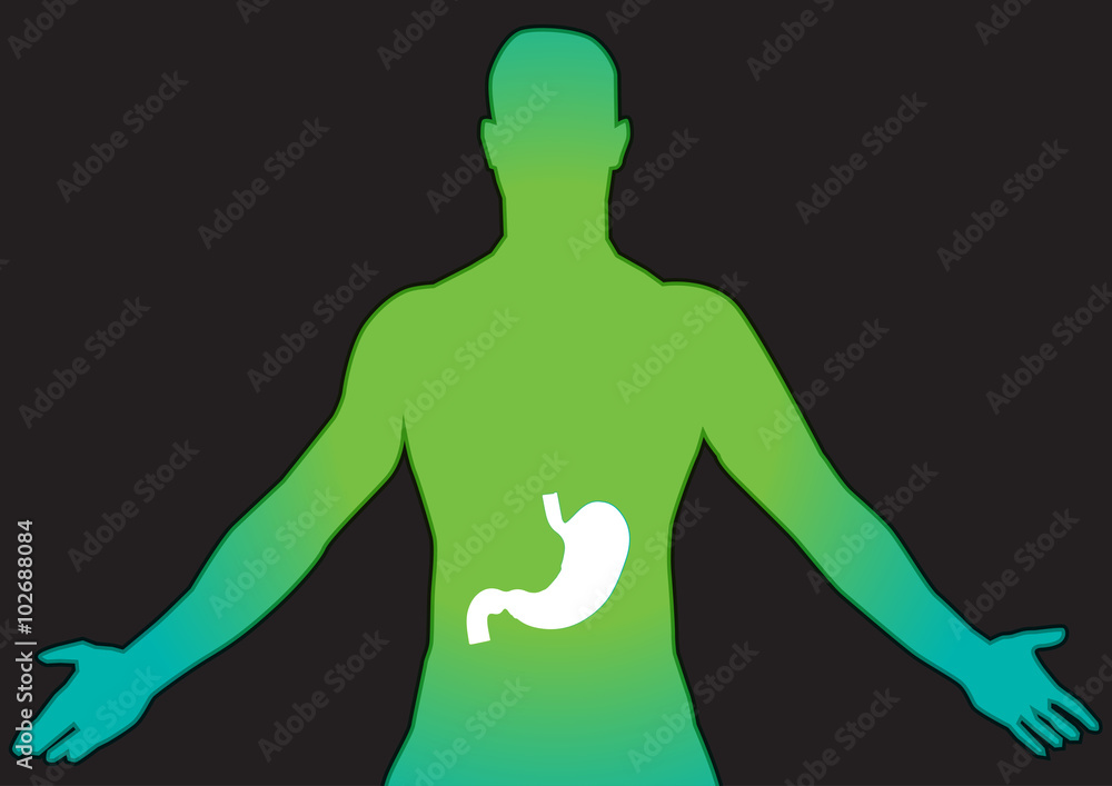 Stomach vector illustration Stock Vector | Adobe Stock