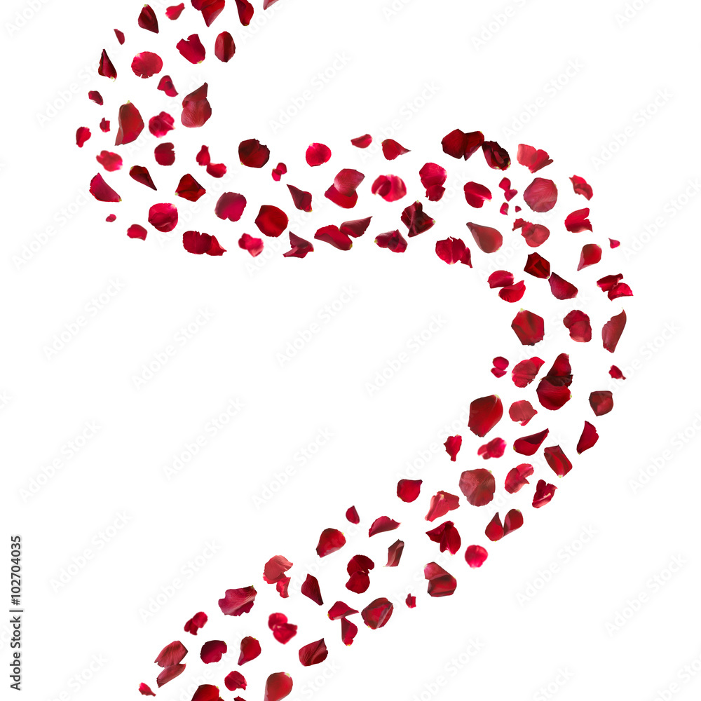 Red curvy line of rose petals, studio photographed, vertically ...