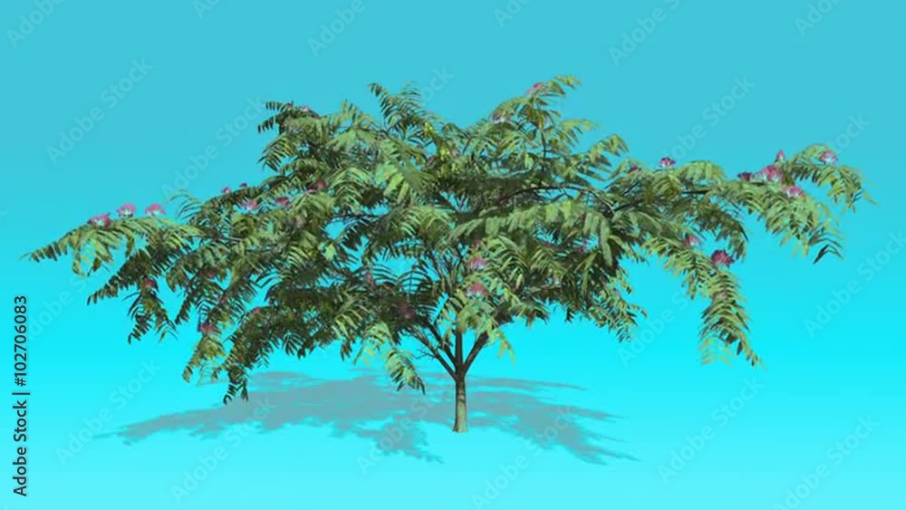 Mimosa Pink Flowers Tree on Chroma Key Blue Screen Tree Swaying at the ...