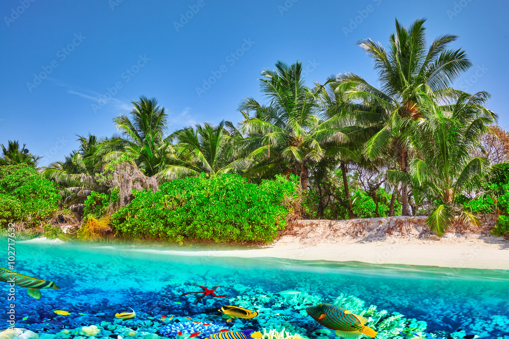 Tropical island and the underwater world in the Maldives. Thoddo Stock ...