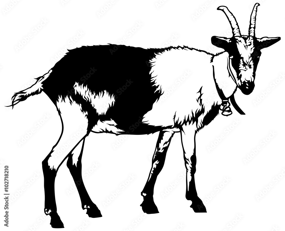 Goat from Side View (Capra aegagrus hircus) - Black and White Drawing ...