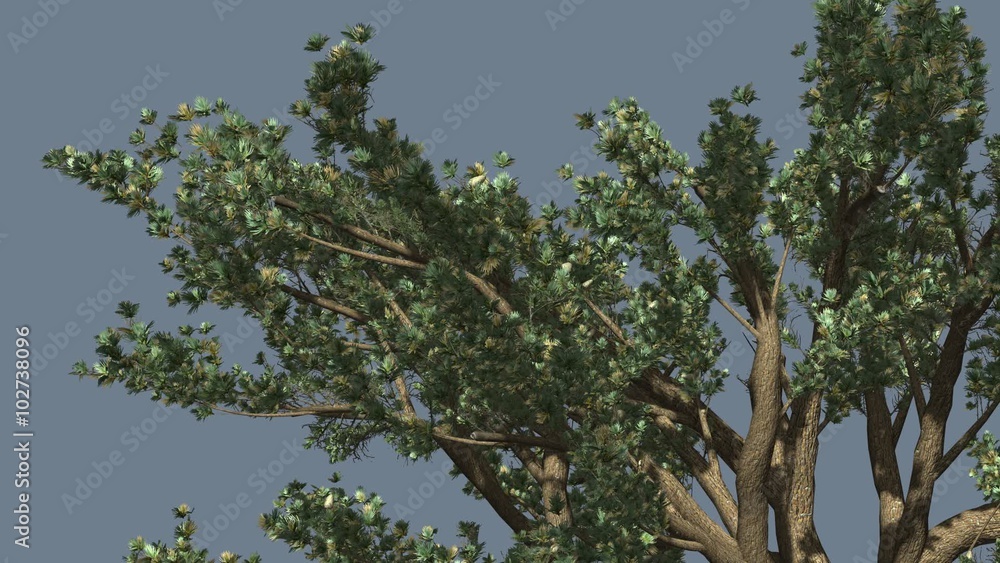 Cedar of Lebanon Top of Tree is Swaying at The Wind Green Tree Leaves ...