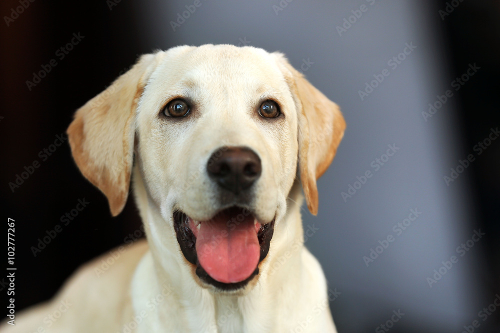 Labrador dog's head with open mouth on unfocused background, closeup ...