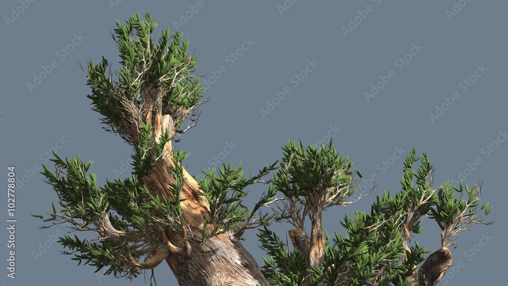 Bristlecone Pine Top of Thick Tree is Swaying Windy Day Green Narrow ...