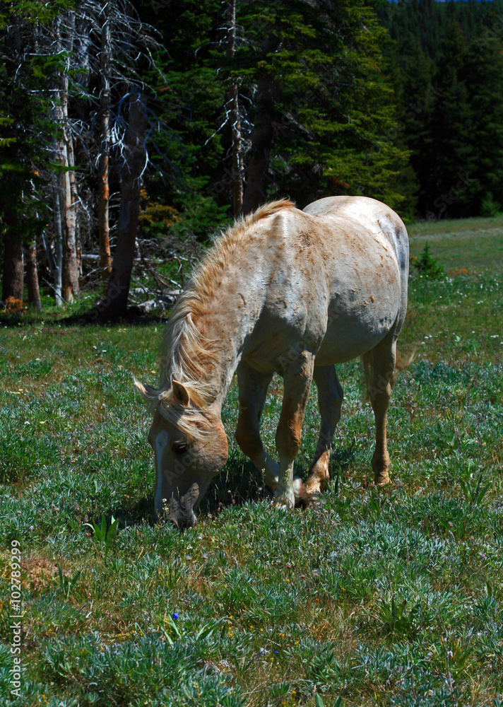 The Wild Stallion Cloud