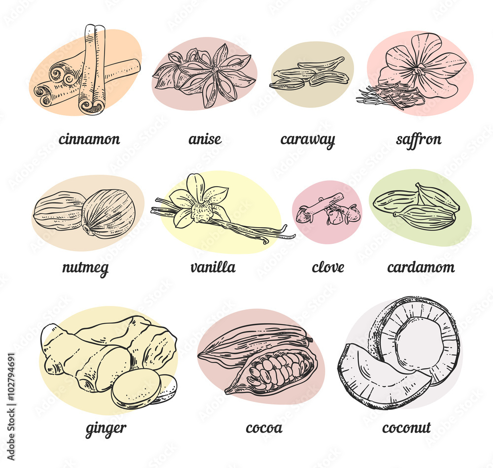 Hand sketched vector spices for bakery. Vintage hand drawn spices for ...