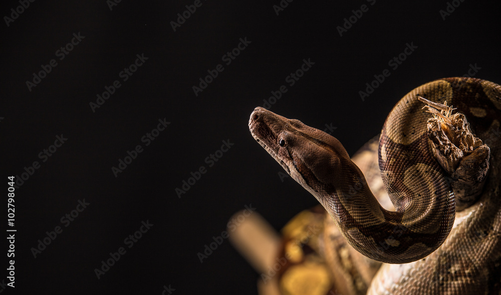 Snake on black background Stock Photo | Adobe Stock