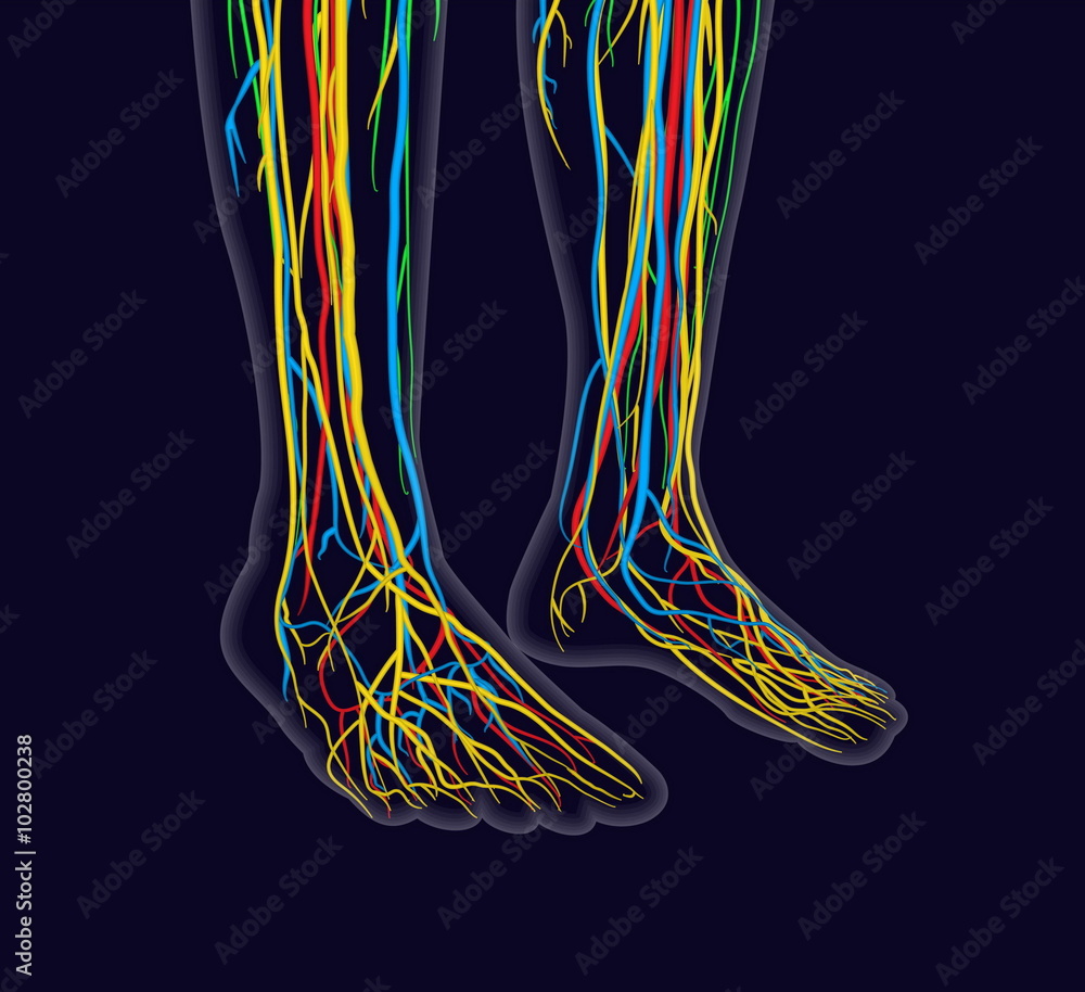 Medically accurate vector illustration of human feet, includes nervous ...