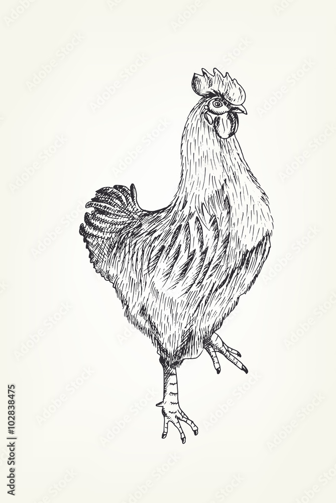 Hand drawing of a rooster Stock Vector | Adobe Stock