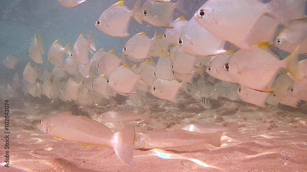 School of fish silver moony (Monodactylus argenteus) and Silver sillago ...