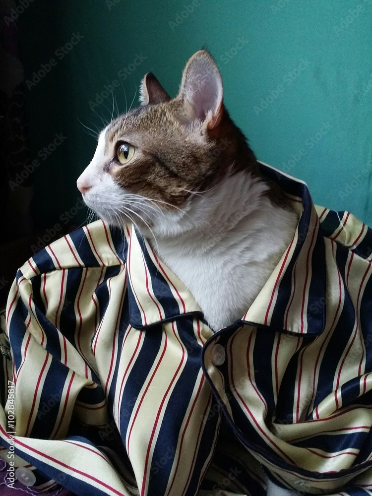 Cat in Pajamas Stock Photo | Adobe Stock