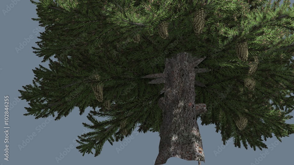 Norway Spruce Picea Abies With Cones Thick Trunk Coniferous Evergreen ...