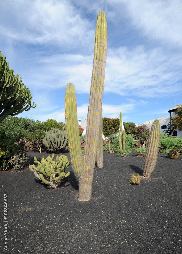 Cactus Pachycereus pecten-aboriginum au musée agricole El Patio Stock ...