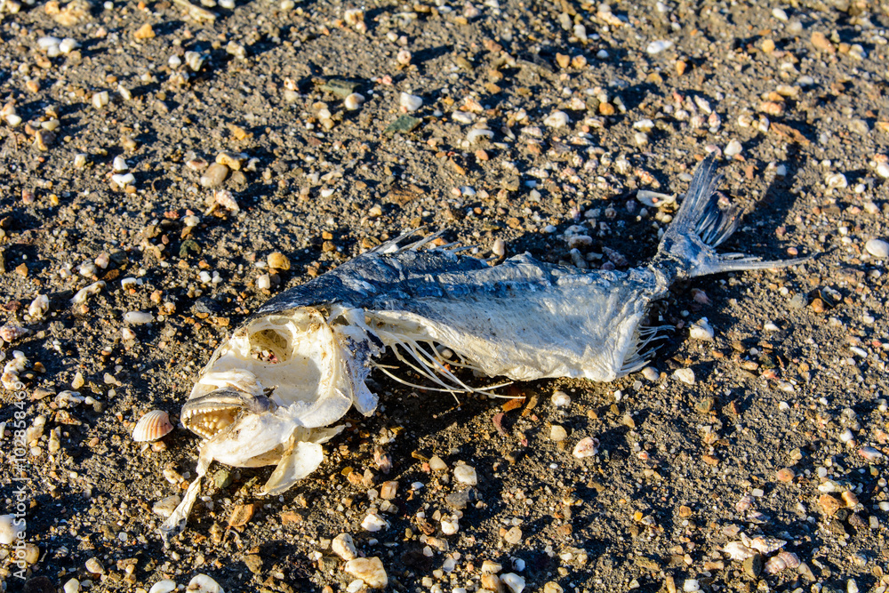 Skeleton Fish on the Sand / Fish skeleton lying on the sand of the ...