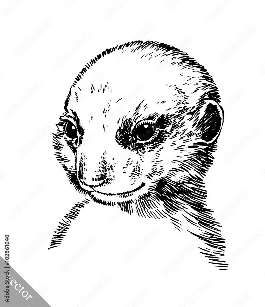 engrave ink draw meerkat illustration Stock Vector | Adobe Stock