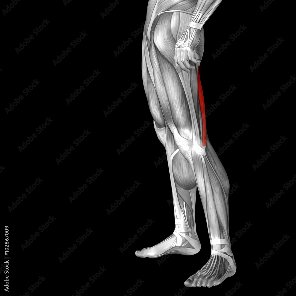 Conceptual 3D human back upper leg muscle anatomy Stock Illustration ...