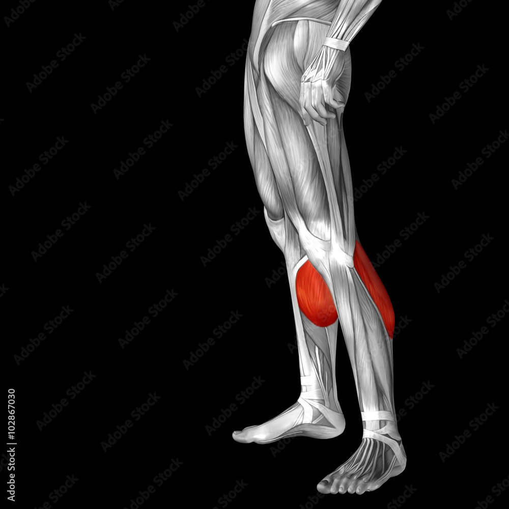 Conceptual 3D human front lower leg muscle anatomy ilustração do Stock ...