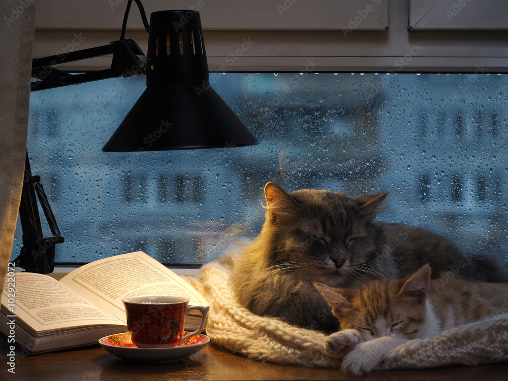 Cats sleeping in the window. Outside, rain, water drops on the glass ...