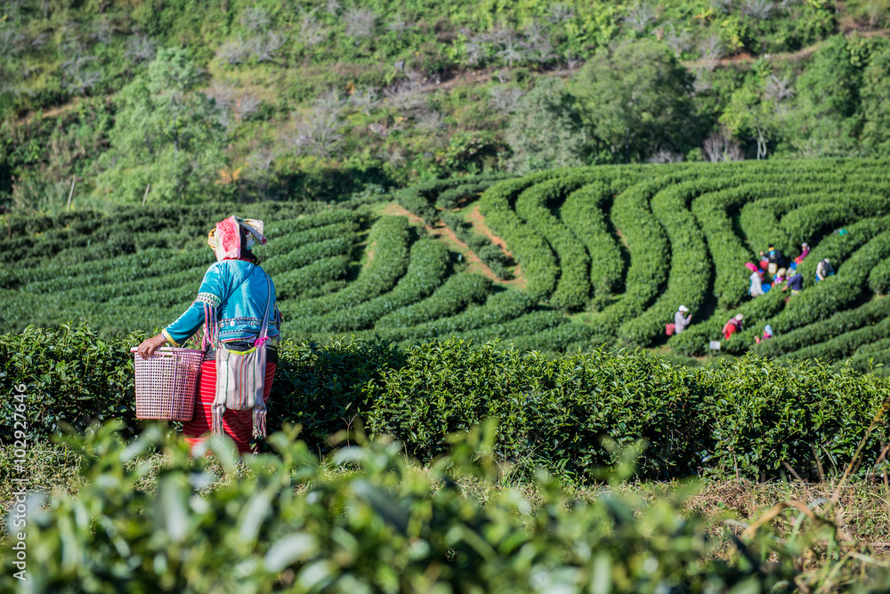 Poster Tea plantation Cameron highlands in Thailand – Wall Art | UkPosters
