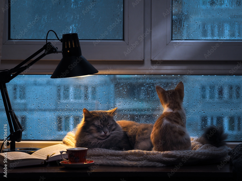 Cat Looking Out Rainy Window