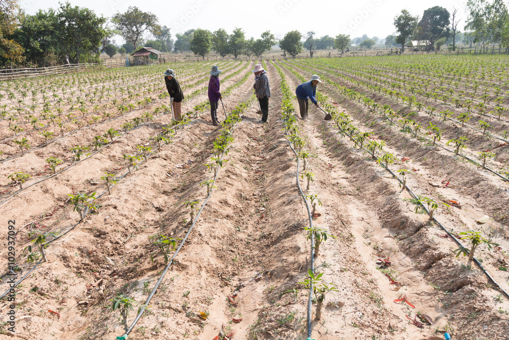 cassava,.manioc..tapioca field growing with drip irrigation syst Stock ...