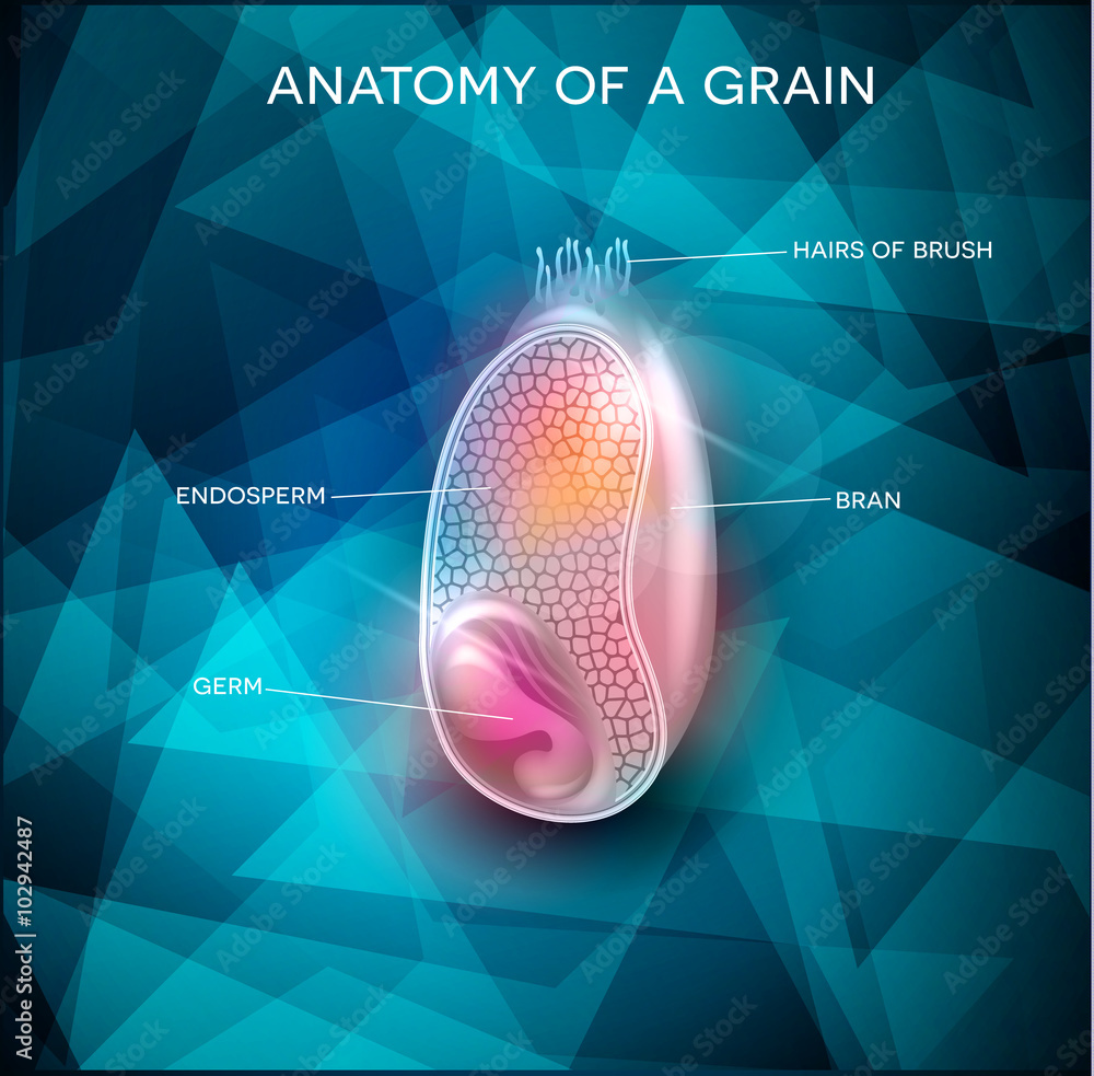 Grain anatomy on a beautiful background Stock Vector | Adobe Stock
