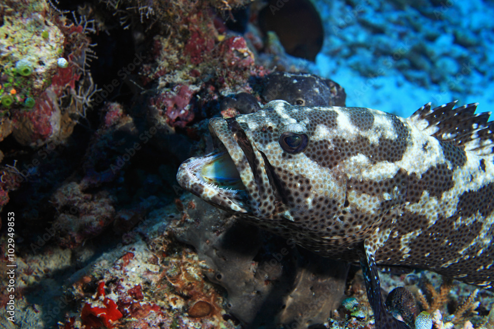 Camouflage grouper fish (Epinephelus polyphekadion) Stock Photo | Adobe ...