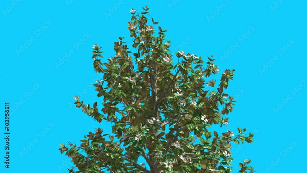 Southern Magnolia Flowers Top of Tree is Swaying Windy Green Tree ...