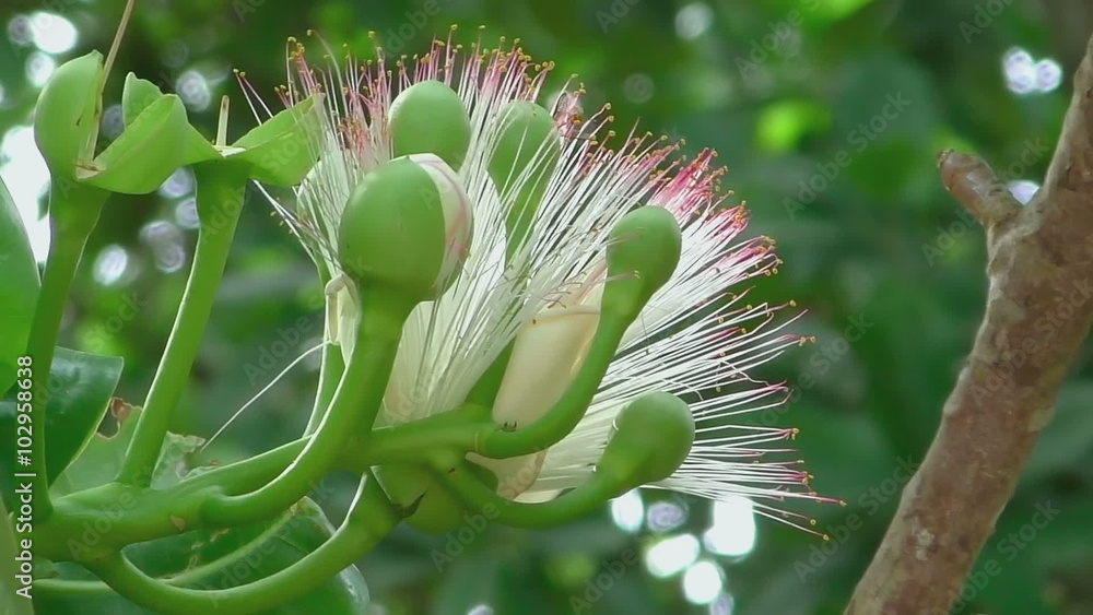 Flower of Fish poison tree Stock Video | Adobe Stock