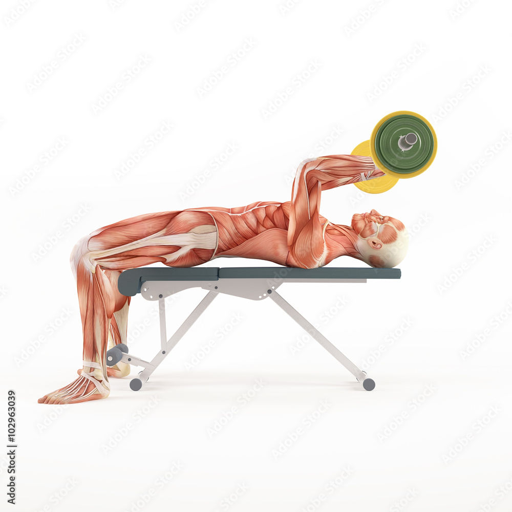 Bodybuilding gym exercising. Lying Triceps Press. Skullcrusher. Lying ...