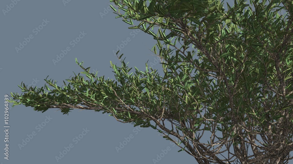 Umbrella Thorn Thin Tree Branches Are Swaying Windy Green Narrow Tree ...