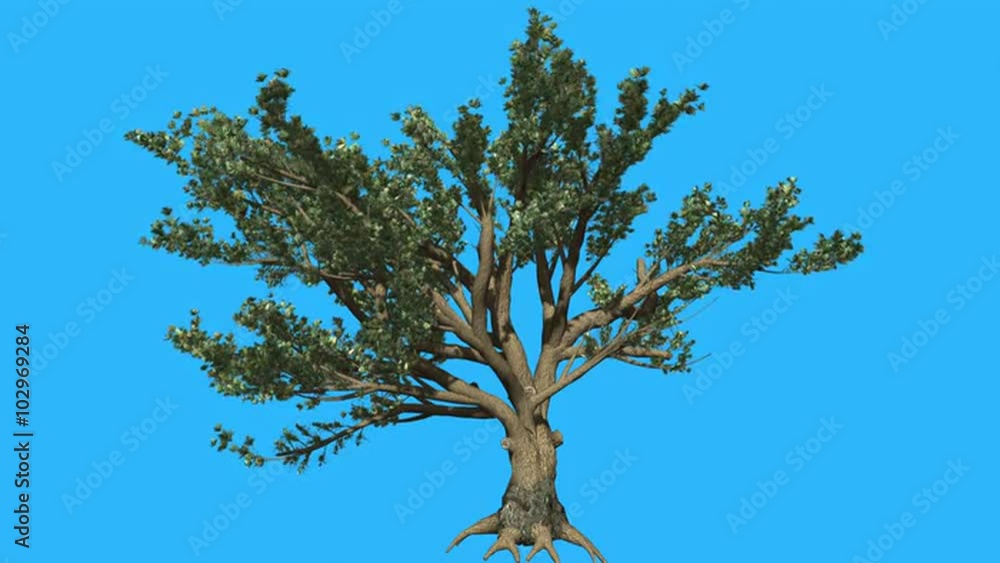 Cedar of Lebanon Trunk And Roots Tree is Swaying Windy Day Green Tree ...
