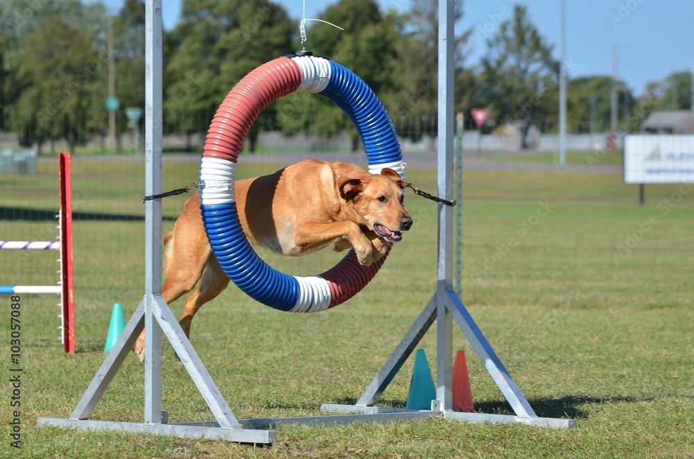 Can Labradors Do Agility