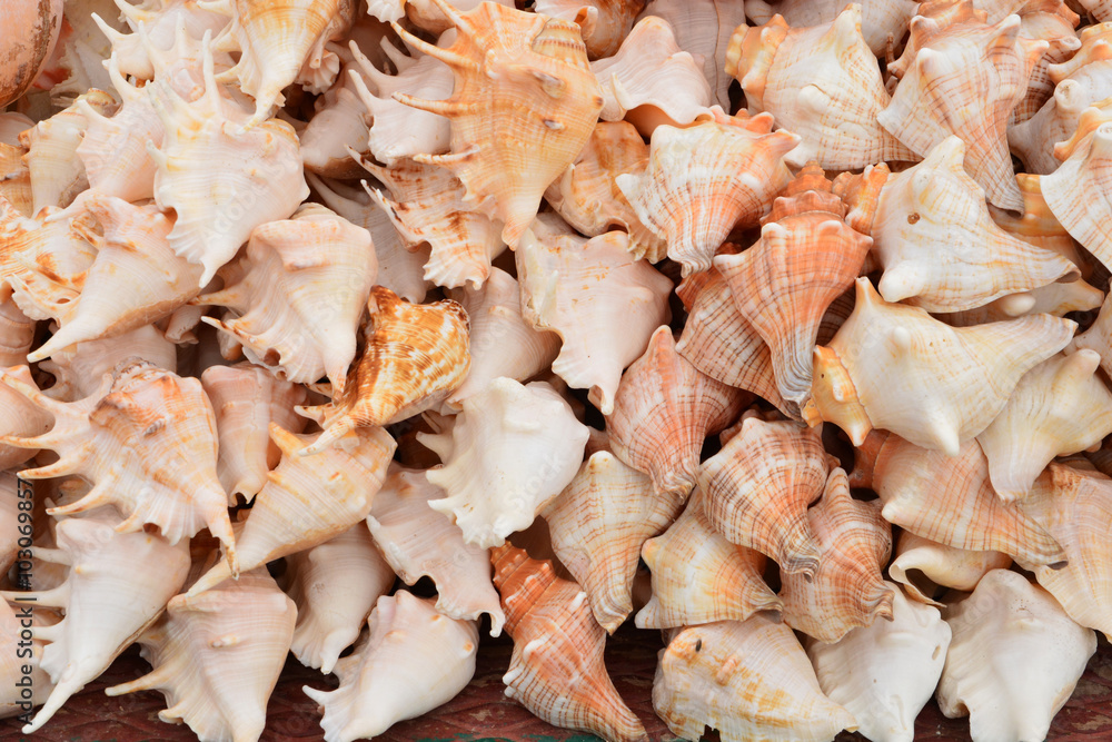 Seashell Stock Photo | Adobe Stock