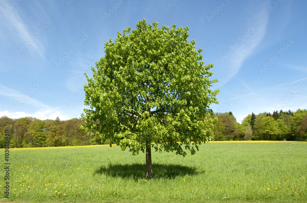 Foto Stock Lindenbaum; Tilia, platyphyllos | Adobe Stock