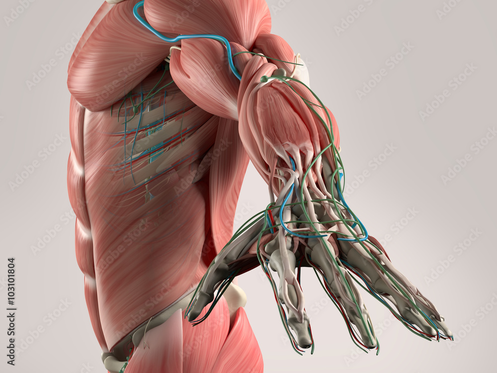 Human anatomy side view of torso. Vascular system and organs. On black ...