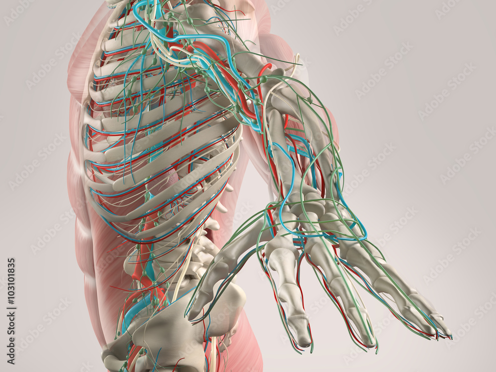 Human anatomy x-ray view showing skeletal, muscular and vascular system ...