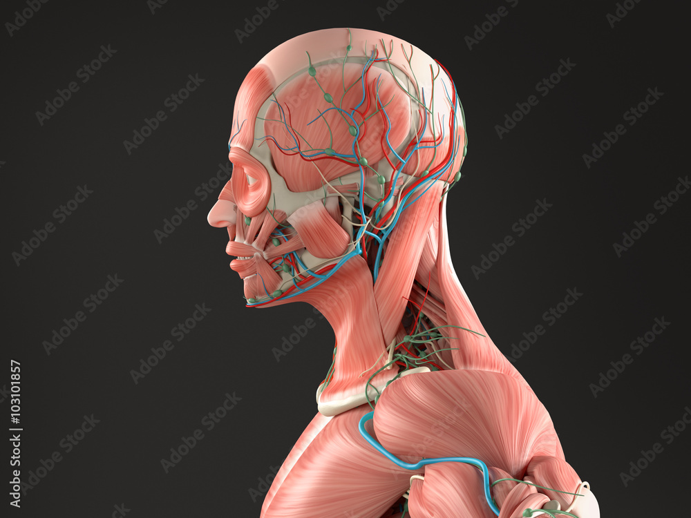 Human anatomy side view of close-up of head showing muscular and ...