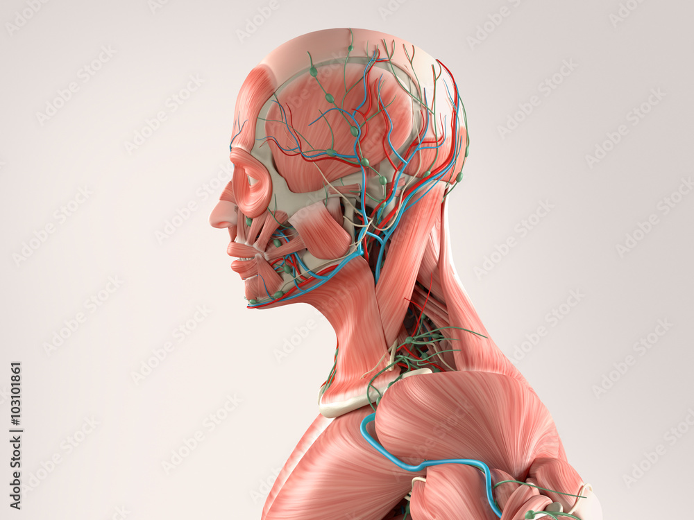 Human anatomy side view of close-up of head showing muscular and ...