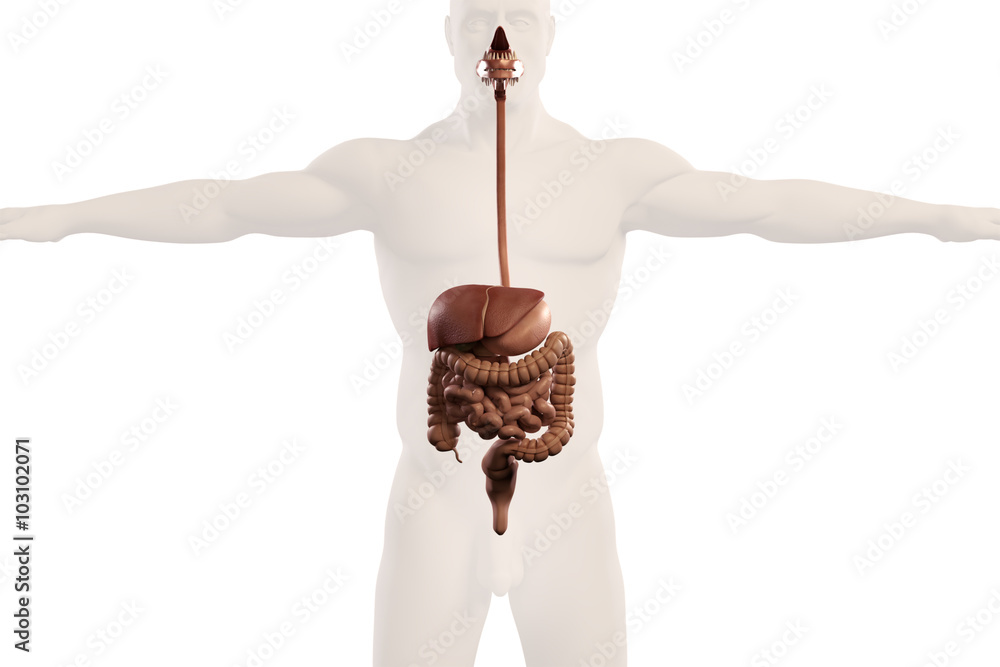 Human anatomy xray view of digestive system, showing stomach, colon ...