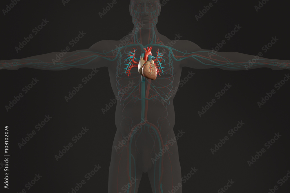Human anatomy xray view of circulatory system, showing heart and ...