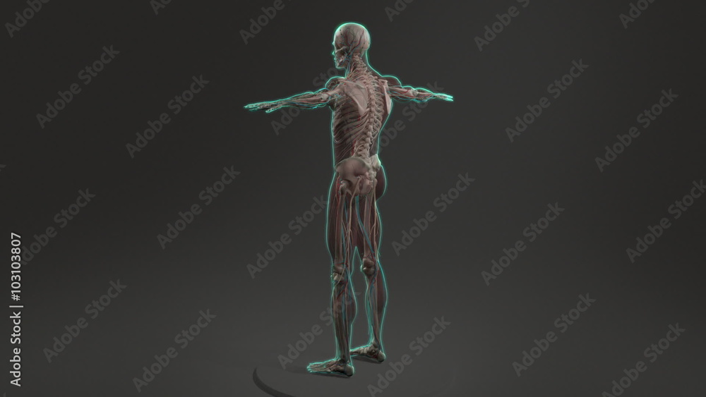 Human anatomy showing full male body rotating, glowing outline showing ...