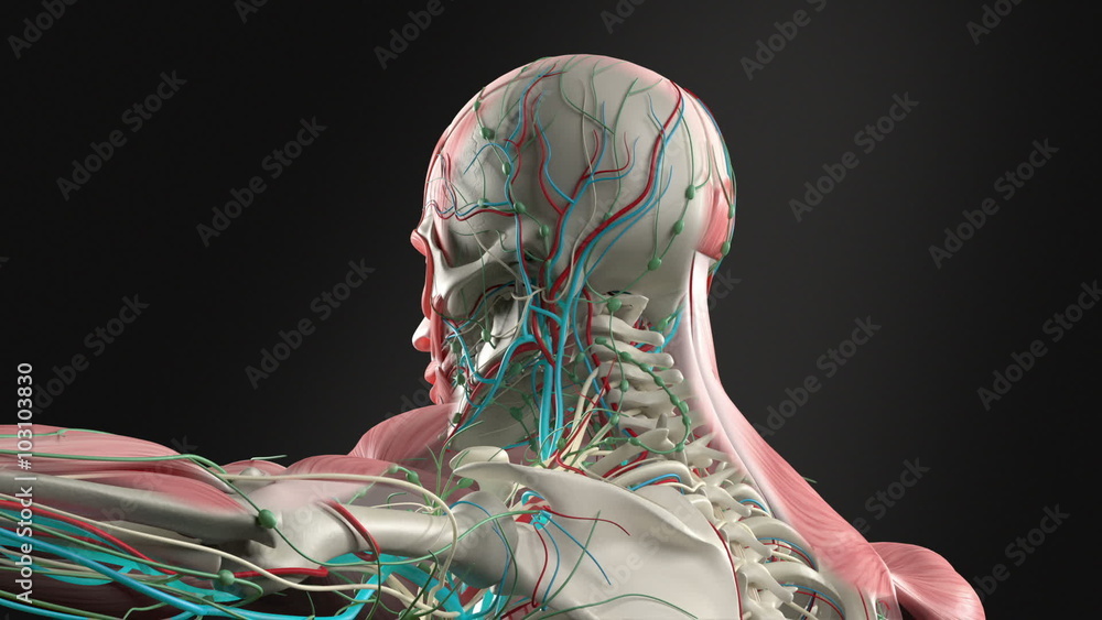 Vidéo Stock Human anatomy showing rotation of head, neck and shoulders ...