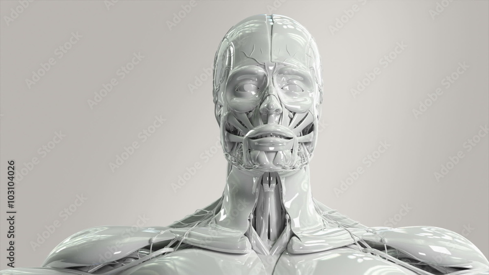 Human anatomy porcelain range. A slow rotation around a human male head ...