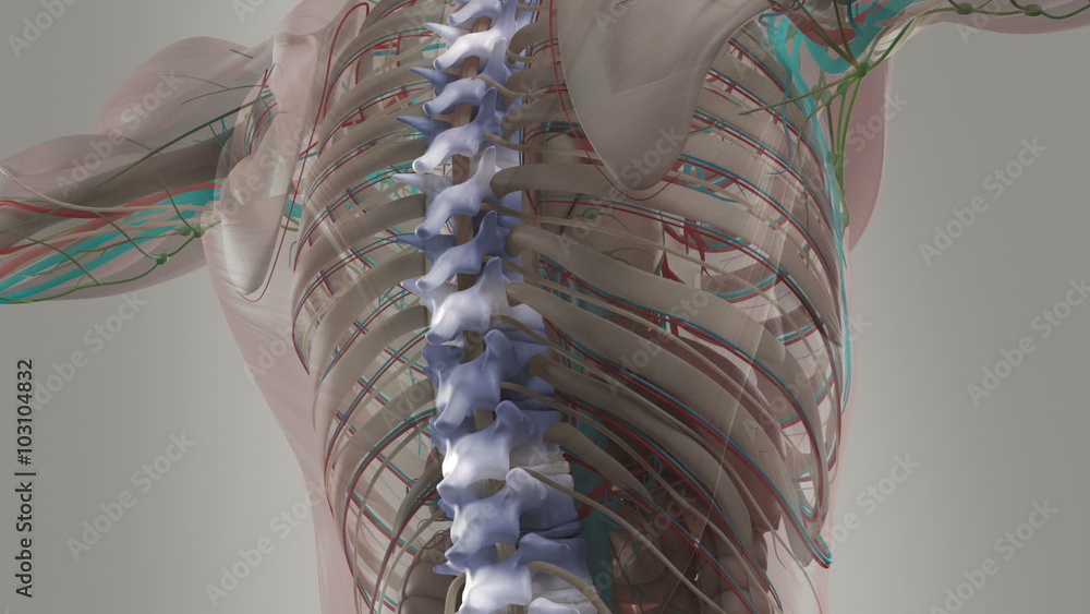 Human anatomy showing face and shoulders, with an animation of ...
