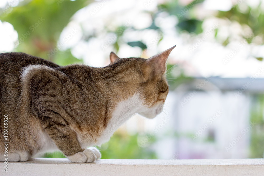 Back View Of Cat